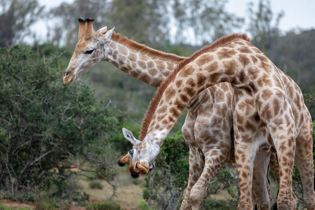 African Favour | Discover Africa’s Beauty, Culture & Heritage